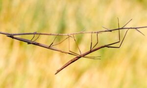 14 Fascinating Stick Insect Facts - Fact Animal