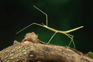 14 Fascinating Stick Insect Facts - Fact Animal
