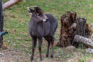 8 Fang-tastic Tufted Deer Facts - Fact Animal