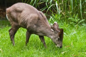 8 Fang-tastic Tufted Deer Facts - Fact Animal