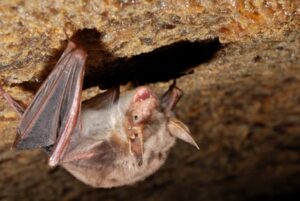 19 Blood Sucking Vampire Bat Facts - Fact Animal