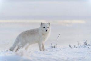 10 Adapted Animals of the Tundra - Fact Animal
