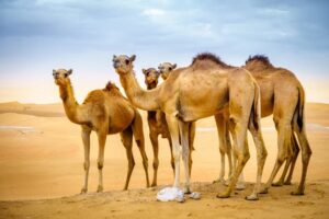 20 Cool Camel Facts - Fact Animal