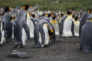 17 Amazing Emperor Penguin Facts - Fact Animal