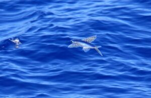 10 Fun Flying Fish Facts - Fact Animal