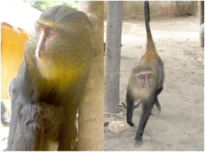 11 Lesula Facts - Fact Animal