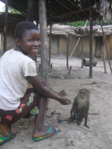 11 Lesula Facts - Fact Animal
