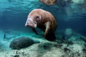 13 Amazing Manatee Facts - Fact Animal