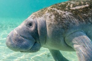 13 Amazing Manatee Facts - Fact Animal