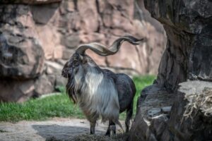 12 Majestic Markhor Facts - Fact Animal