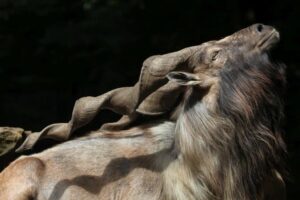 12 Majestic Markhor Facts - Fact Animal