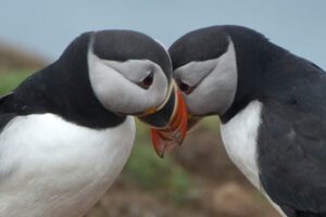 16 Puffin Facts - Fact Animal