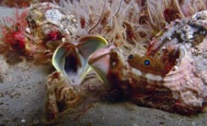 13 Frightening Sarcastic Fringehead Facts - Fact Animal