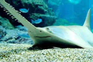 11 Surprising Sawfish Facts - Fact Animal