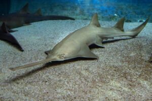 11 Surprising Sawfish Facts - Fact Animal