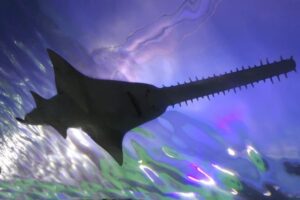 11 Surprising Sawfish Facts - Fact Animal