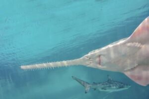 11 Surprising Sawfish Facts - Fact Animal