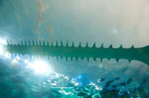 11 Surprising Sawfish Facts - Fact Animal