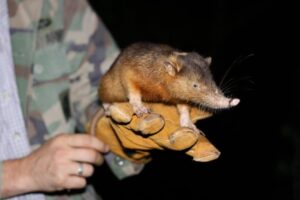 11 Surprising Solenodon Facts - Fact Animal