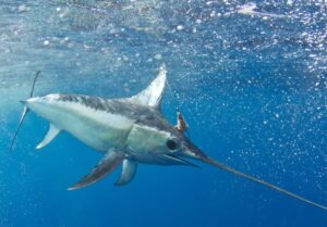 11 Incredible Swordfish Facts - Fact Animal