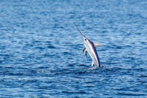 11 Incredible Swordfish Facts - Fact Animal