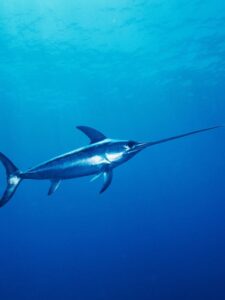 11 Incredible Swordfish Facts - Fact Animal