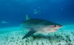 Top 20 Tiger Shark Facts - Fact Animal