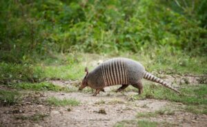 14 Astounding Armadillo Facts - Fact Animal