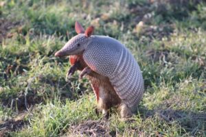 14 Astounding Armadillo Facts - Fact Animal