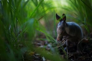 14 Astounding Armadillo Facts - Fact Animal