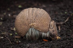 14 Astounding Armadillo Facts - Fact Animal