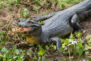 15 Jaw-Dropping Caiman Facts - Fact Animal