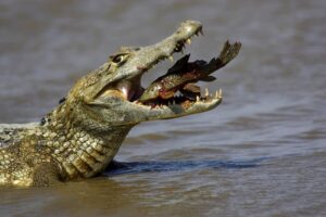 15 Jaw-Dropping Caiman Facts - Fact Animal