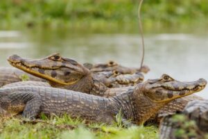 15 Jaw-Dropping Caiman Facts - Fact Animal