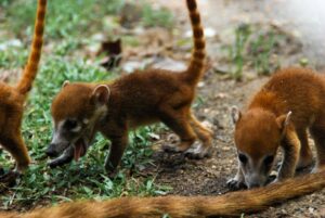 15 Cool Coati Facts - Fact Animal