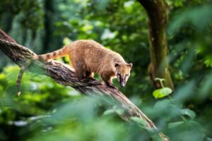 15 Cool Coati Facts - Fact Animal