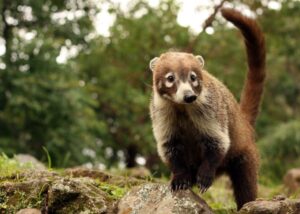 15 Cool Coati Facts - Fact Animal
