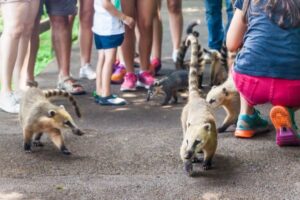 15 Cool Coati Facts - Fact Animal