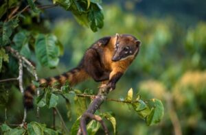 15 Cool Coati Facts - Fact Animal