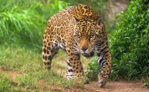 20 Iconic Jungle & Rainforest Animals - Fact Animal