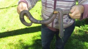 14 Earthworm Facts That Will Blow Your Mind - Fact Animal