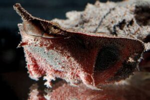 9 Weird Mata Mata Turtle Facts - Fact Animal