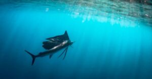 10 Sailfish Facts - Fact Animal