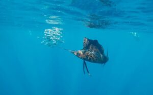 The Fastest Animals on Earth - Fact Animal