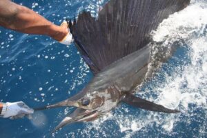 10 Sailfish Facts - Fact Animal
