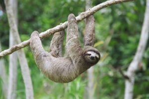 17 Sloth Facts - Fact Animal