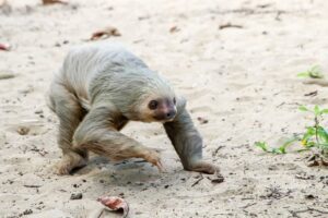 17 Sloth Facts - Fact Animal