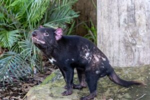 16 Tasmanian Devil Facts - Fact Animal