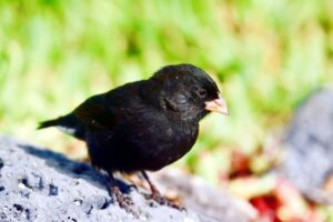 9 Blood Sucking Vampire Ground Finch Facts - Fact Animal