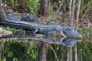 21 Amazing Alligator Facts - Fact Animal